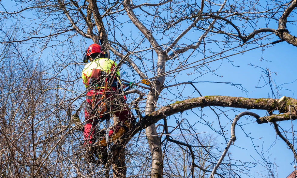 Tree Crowning in Cirencester | Ashwood Tree Experts